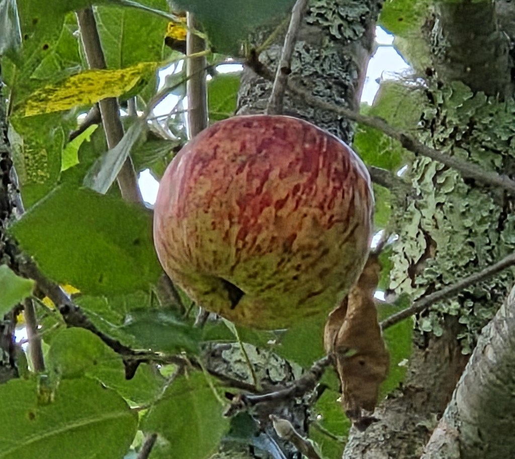 Apple Descriptions – Crossnore Heritage Orchard